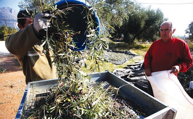 ΟΠΕΚΕΠΕ: Στις 56.000 οι οριστικοποιημένες δηλώσεις ΟΣΔΕ 2022